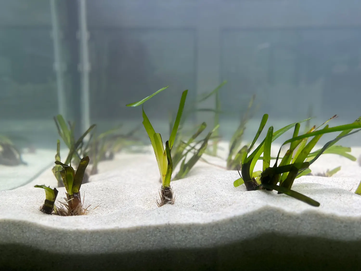 Posidonia Pilot - CO2 Revolution